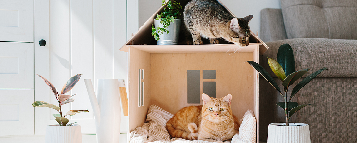 Kedi Kulübesi Nasıl Yapılır? | Evim İçin