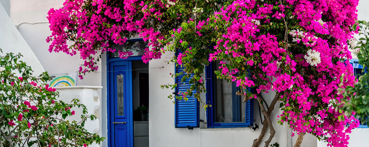 Yaz Sıcaklarına Dayanıklı Bitkiler | Evim İçin