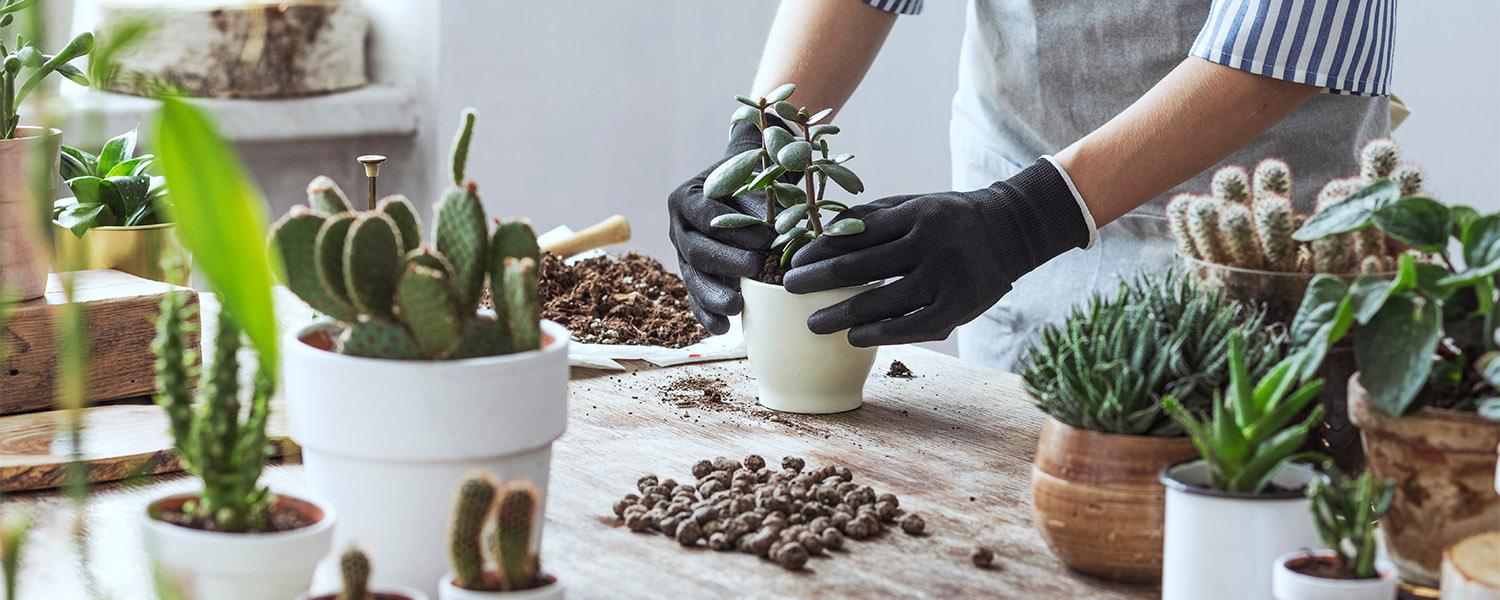 Yaz Sıcaklarına Dayanıklı Bitkiler | Evim İçin